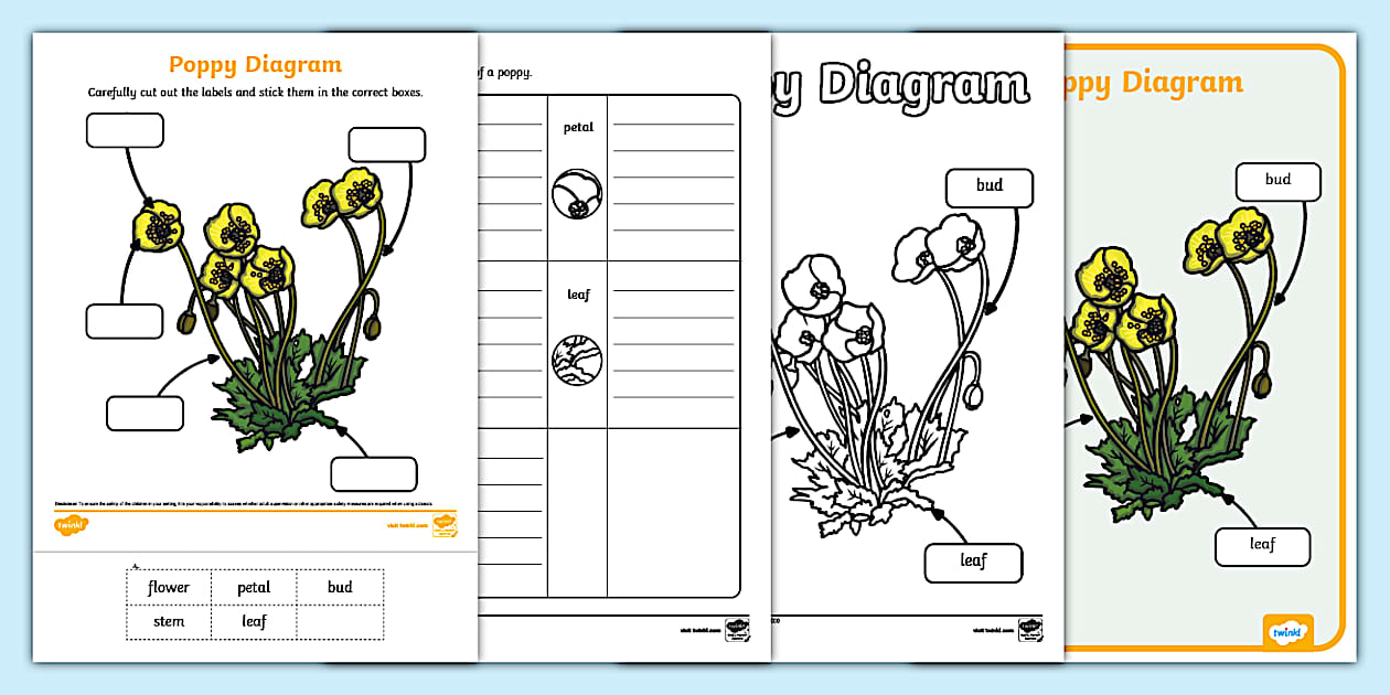 Poppy Diagram Pack (teacher made) - Twinkl
