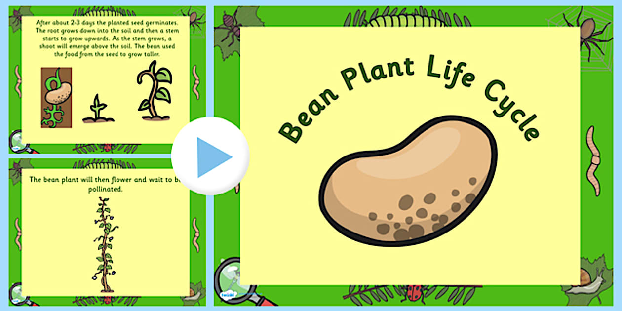 Australia Bean Life Cycle PowerPoint (teacher made) - Twinkl