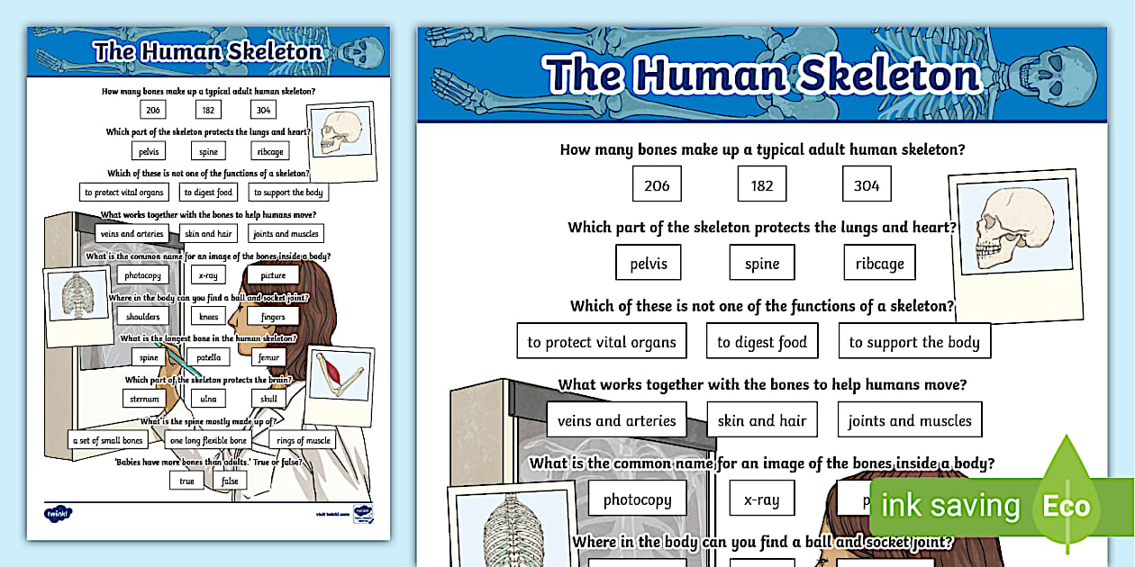 The Human Skeleton Paper Quiz (Teacher-Made) - Twinkl