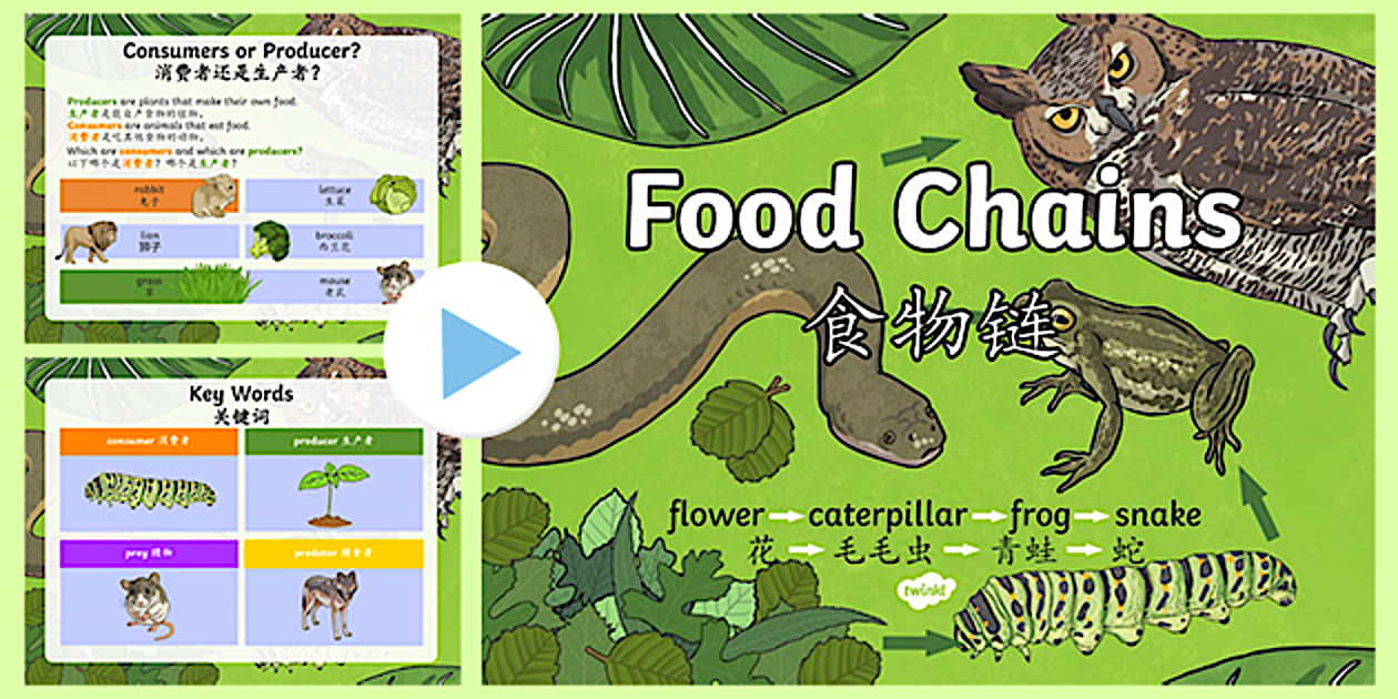 Food Chain PowerPoint - English/Mandarin Chinese - Twinkl