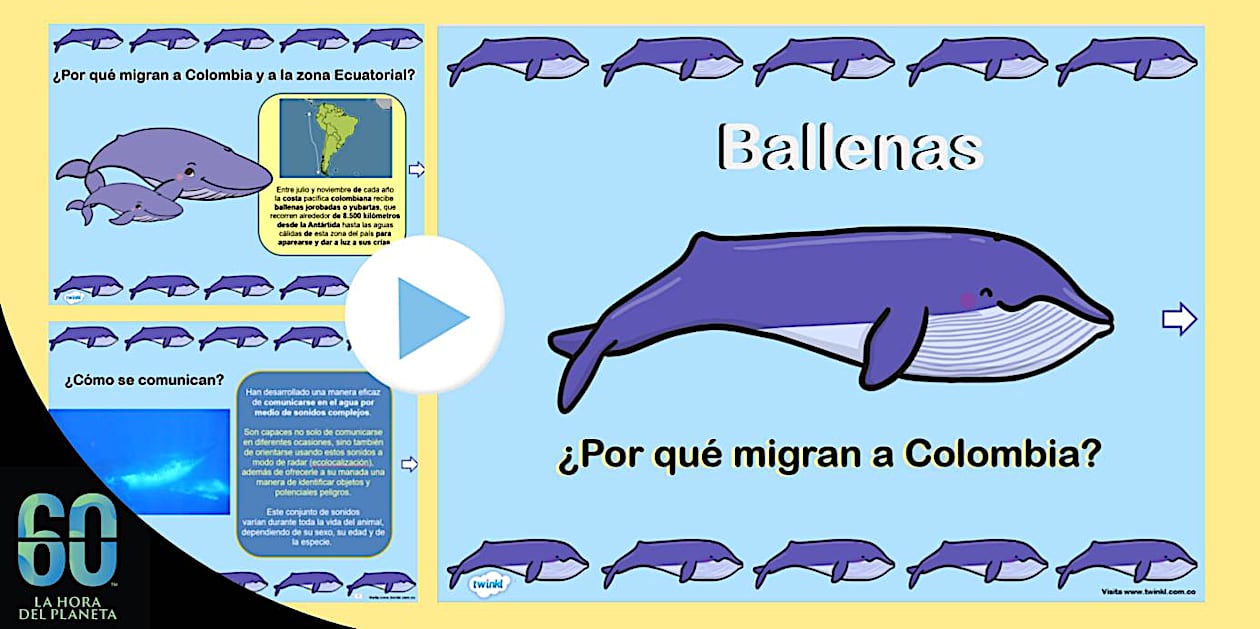 ¿Por qué las ballenas viajan a Colombia? Powerpoint Twinkl