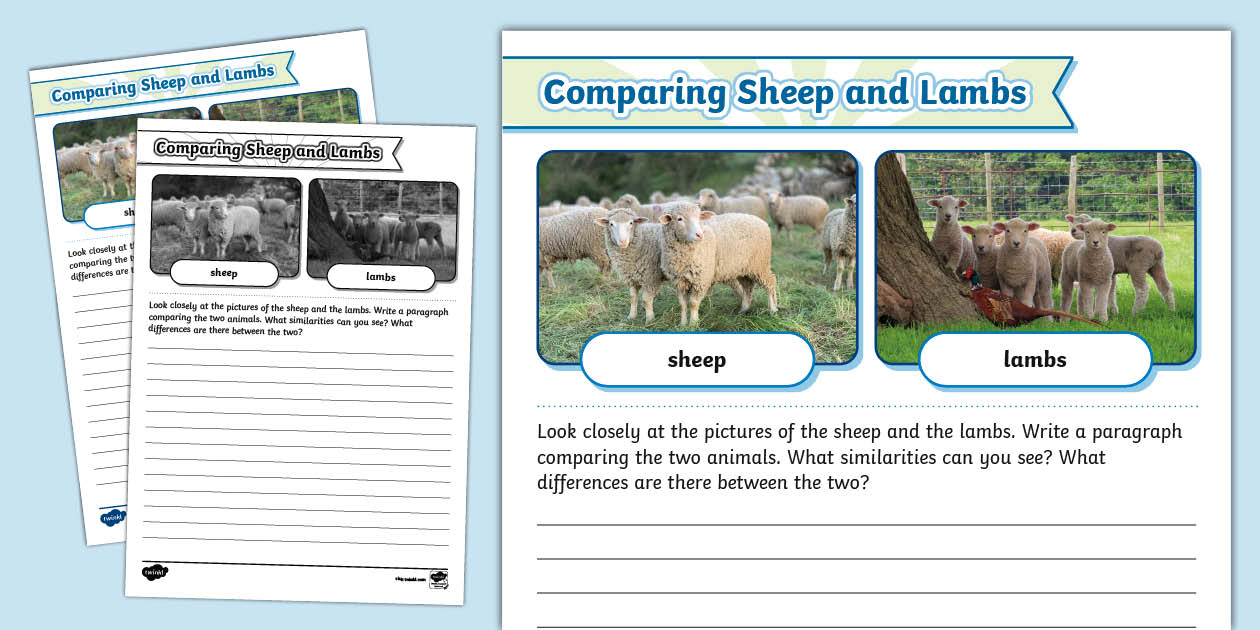 Comparing Sheep and Lambs Worksheet (teacher made) - Twinkl