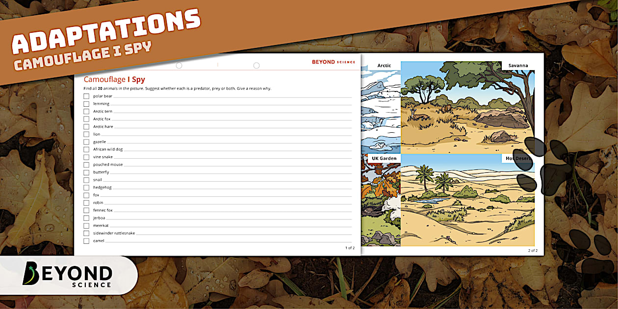 KS3 Camouflage I Spy | Inheritance and Evolution | Beyond