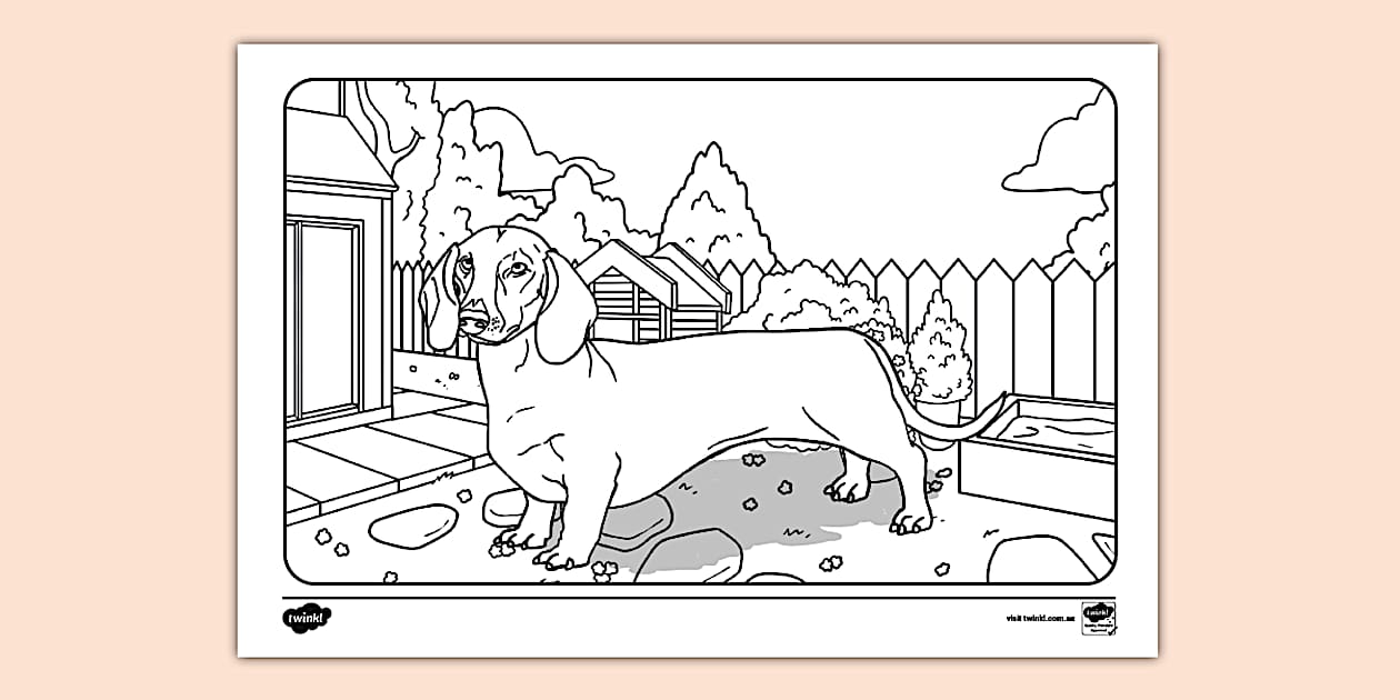 Dachshund Dog Colouring Sheet (teacher made) - Twinkl