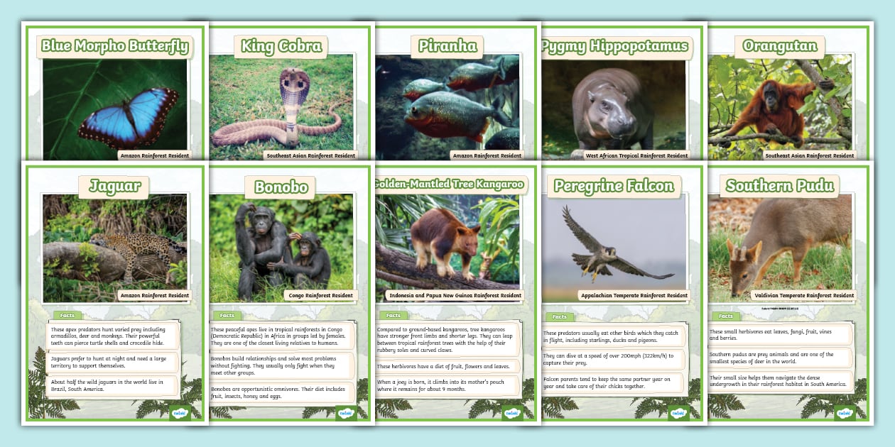 Rainforest Animals Fact Posters - KS2 (teacher made)