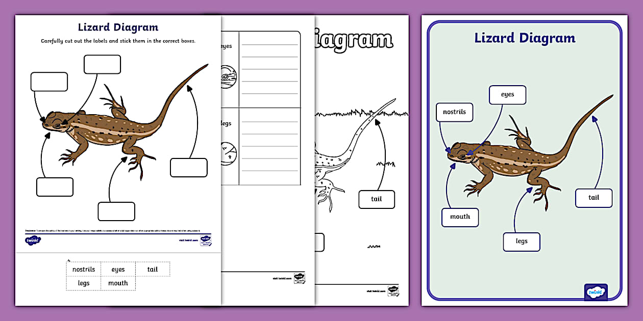Lizard Diagram Pack (teacher made) - Twinkl