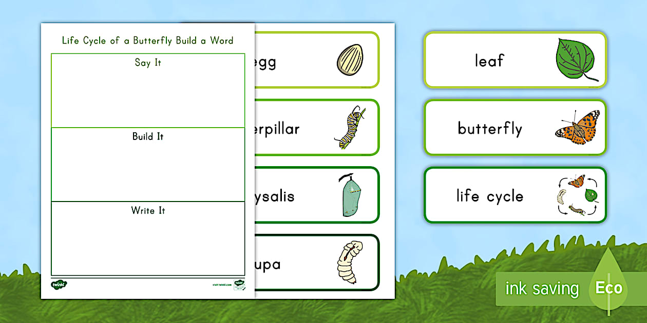 Butterfly Life Cycle Build a Word Activity Worksheet