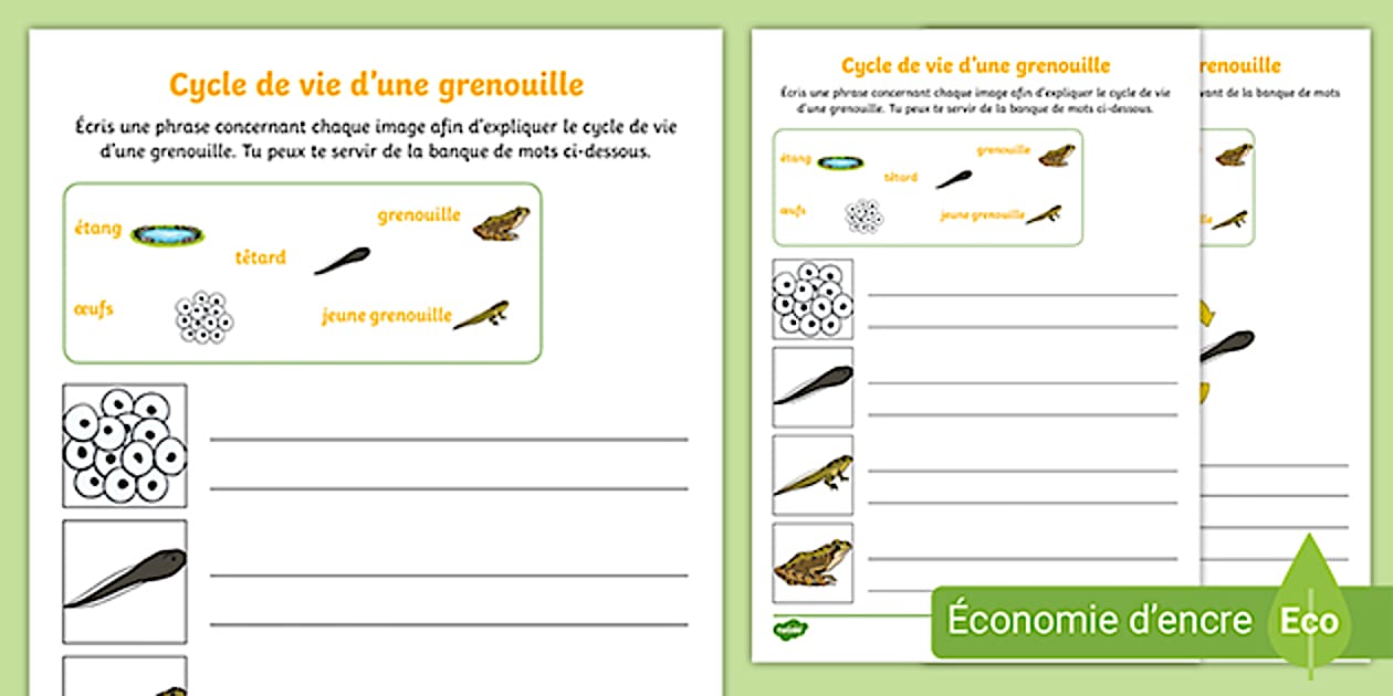 Ecriture quotidienne : Le cycle de vie d'une grenouille