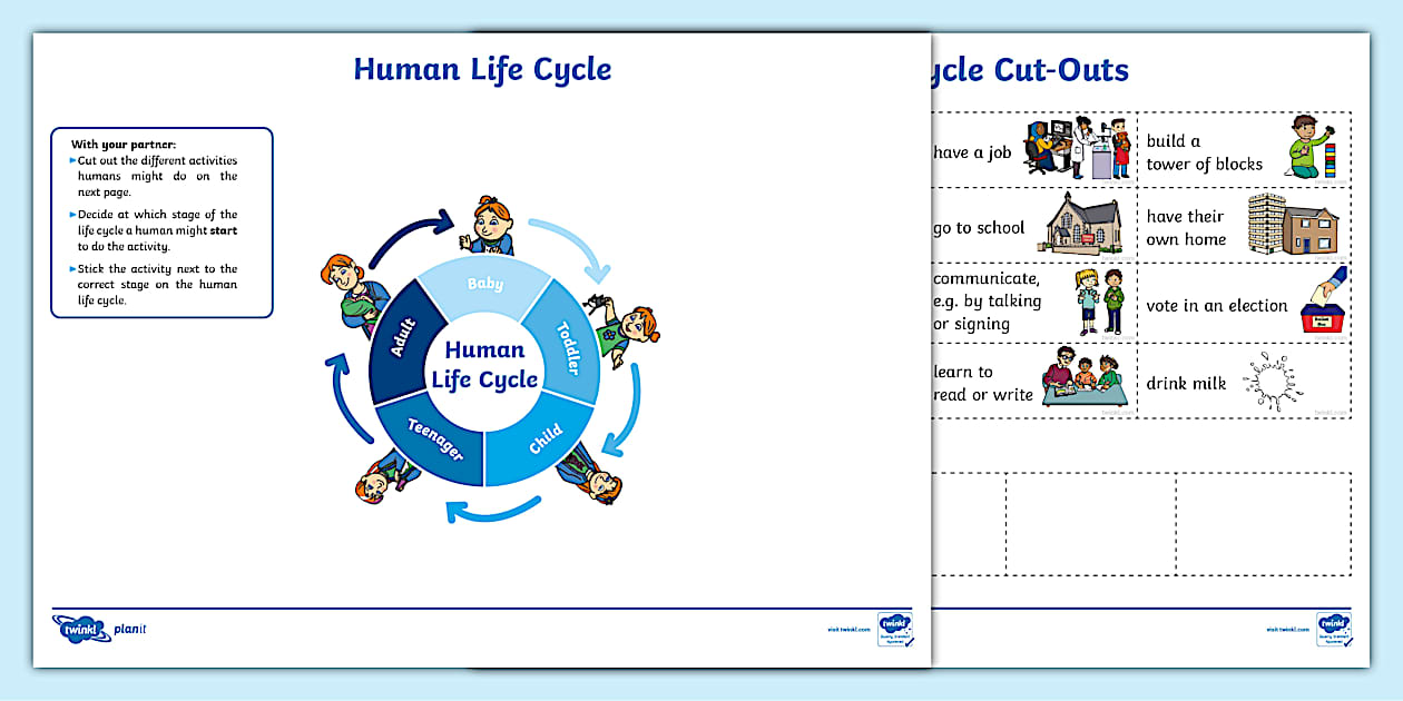 Y2 Human Life Cycle Activity Sheet (Teacher-Made) - Twinkl