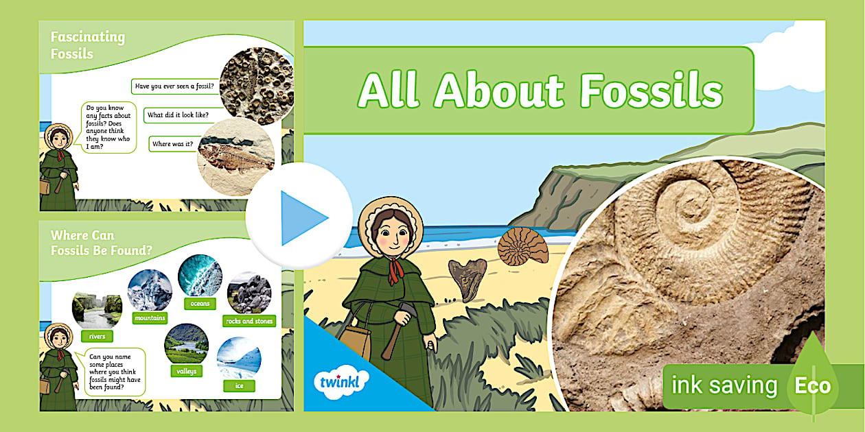 All About Fossils PowerPoint (teacher made) - Twinkl