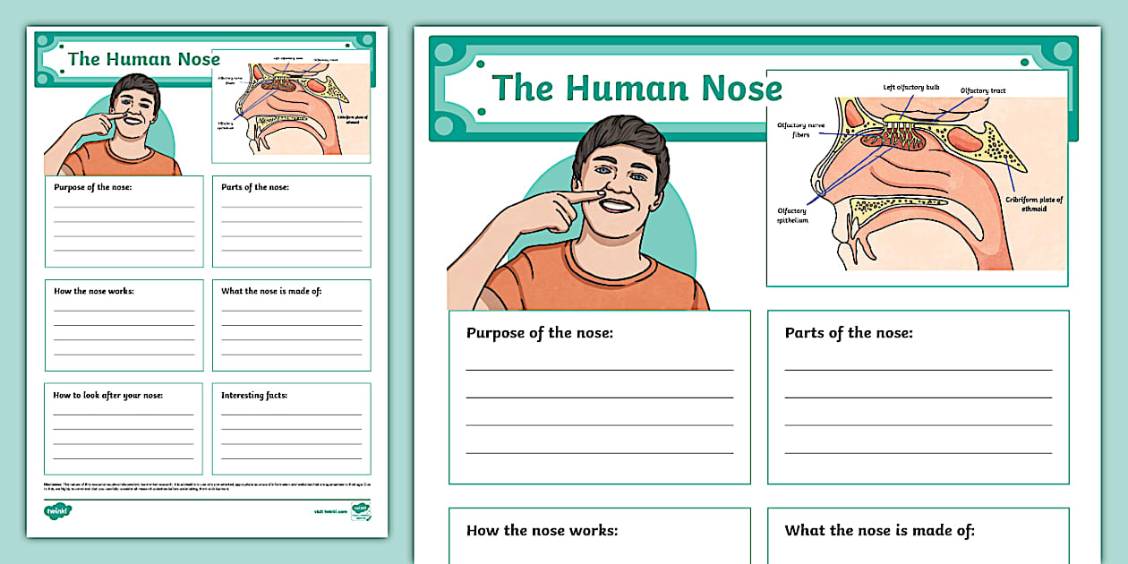 Human Nose Fact File Template (teacher made) - Twinkl