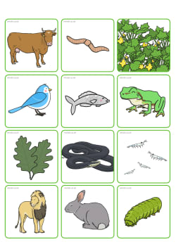 Food Chain Sorting Game (teacher made)