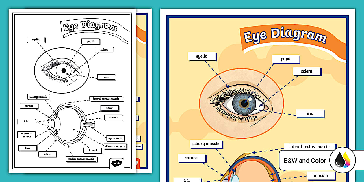 Eye Diagram Poster (Teacher-Made) - Twinkl