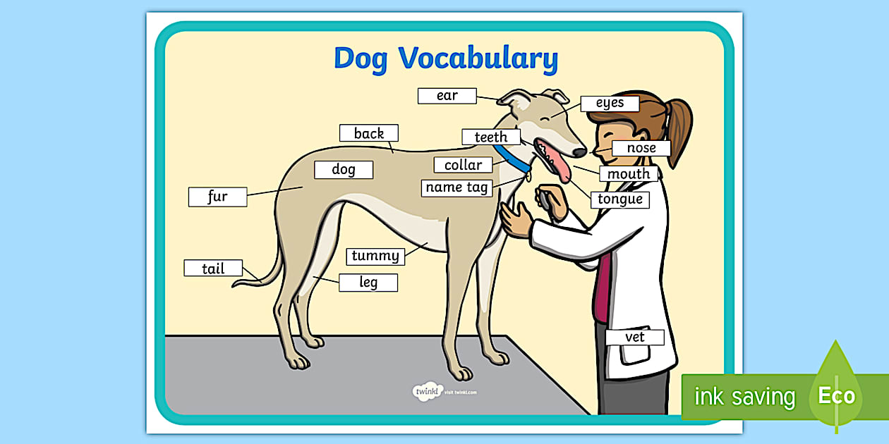 Dog Vocabulary A4 Display Poster (Teacher-Made) - Twinkl