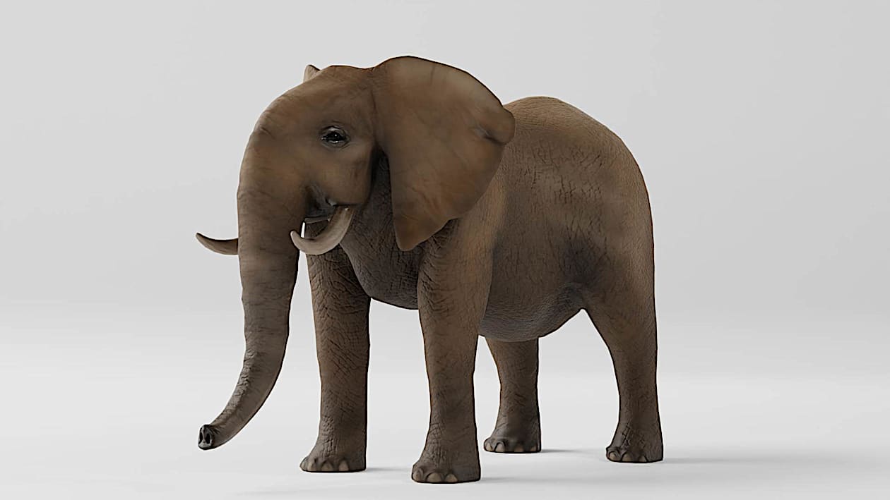 3D Model: Mammals - African Elephant (teacher made) - Twinkl