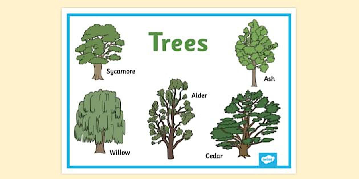 Trees Poster for KS2 | Display Posters (teacher made)