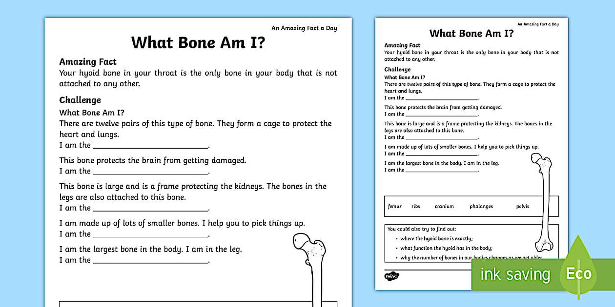 Editable Which Bone Am I? Worksheet (teacher made) - Twinkl