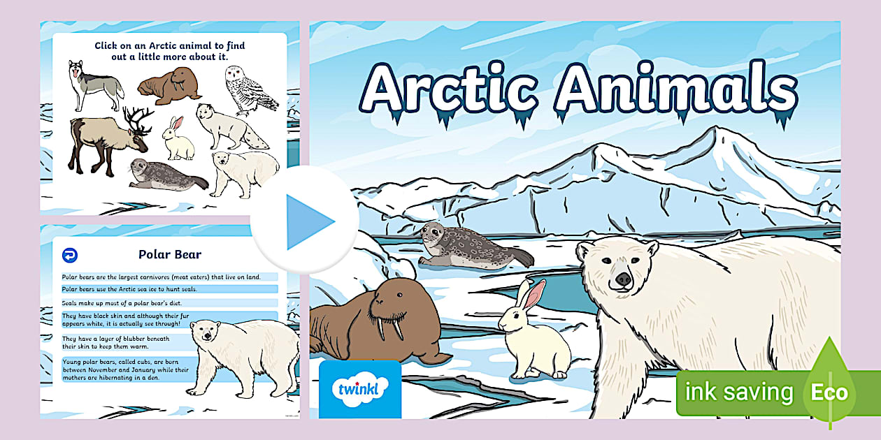 Winter Arctic Animals PowerPoint - North Pole (teacher made)