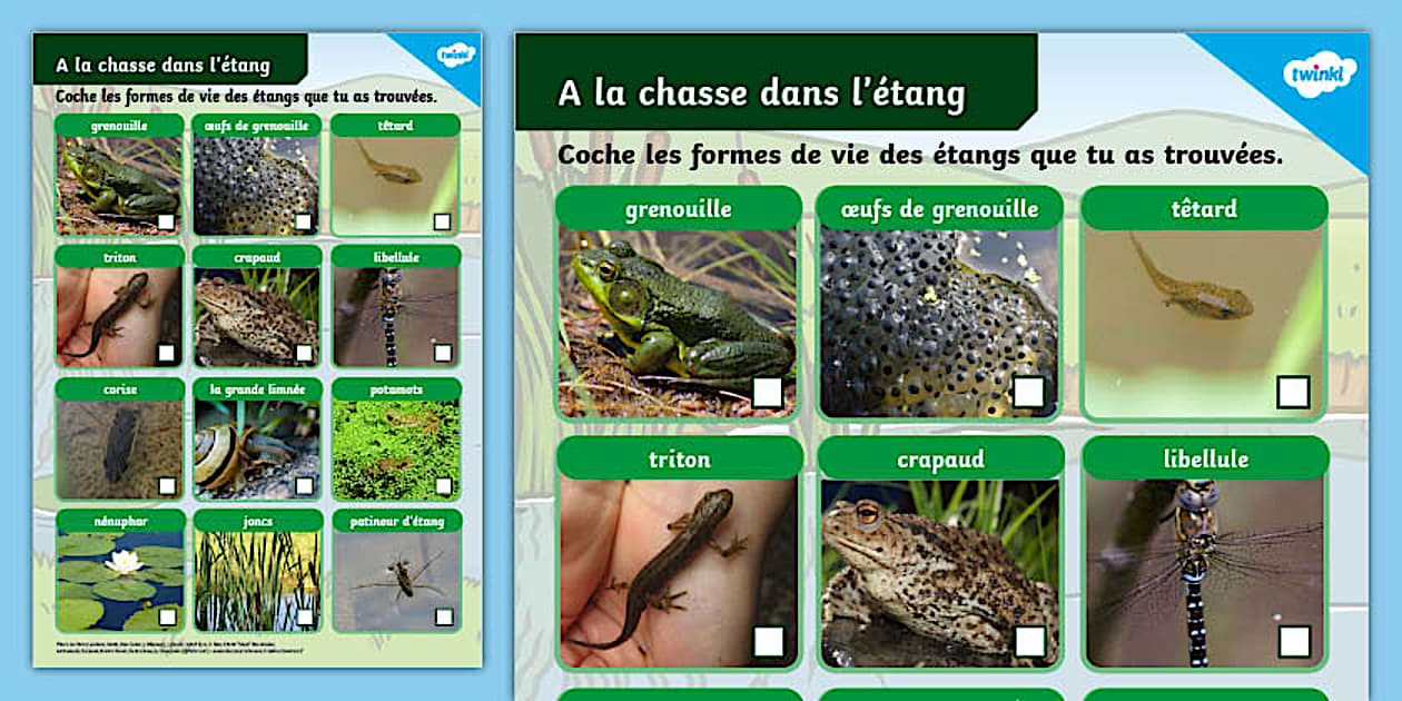 * NEW * Feuille d'activité : A la chasse dans l'étang