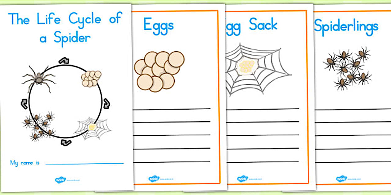 Black and White Spider Life Cycle Workbook - Twinkl