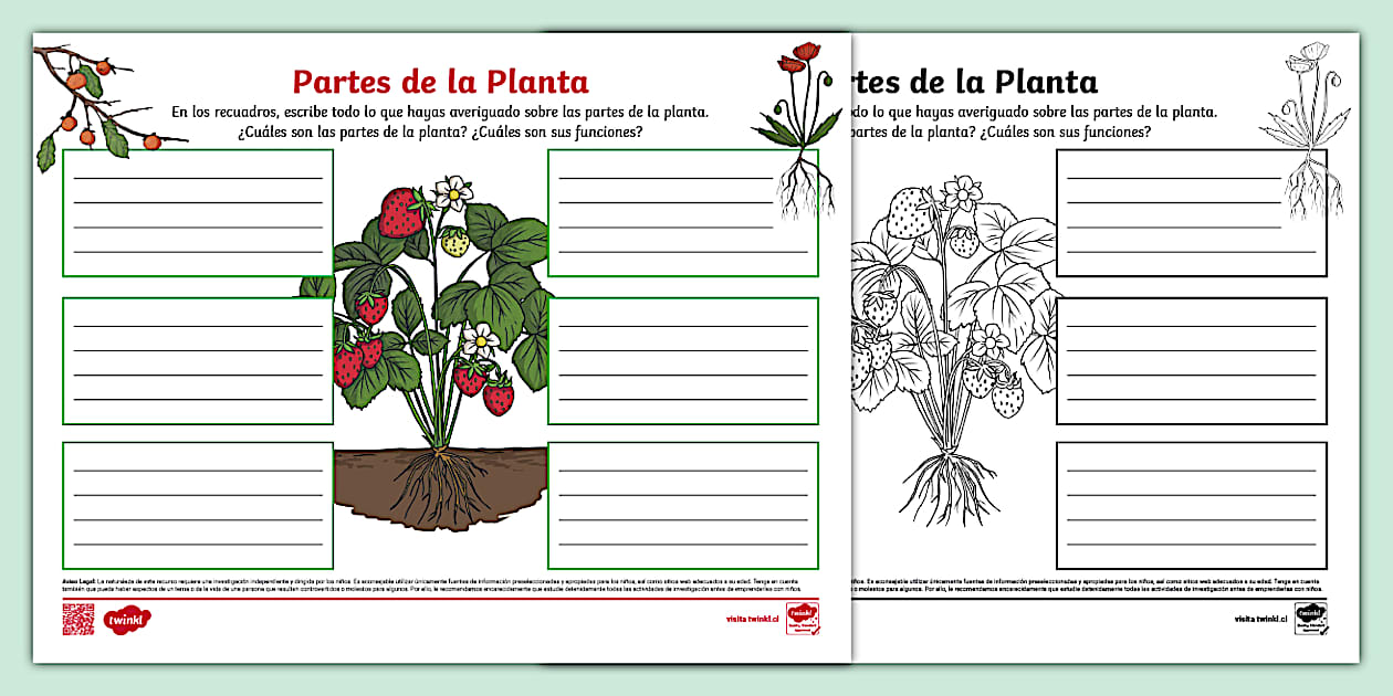 Mapa Conceptual: Partes de la Planta (teacher made) - Twinkl