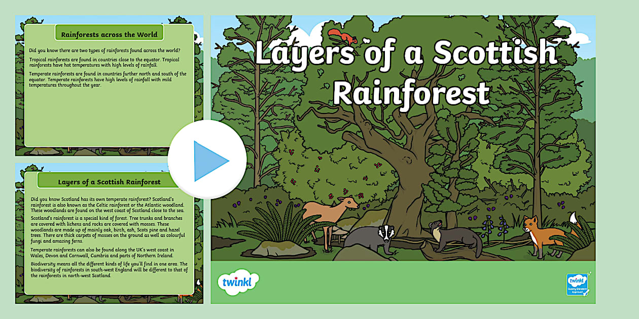 Layers of a Scottish Rainforest PowerPoint - Twinkl
