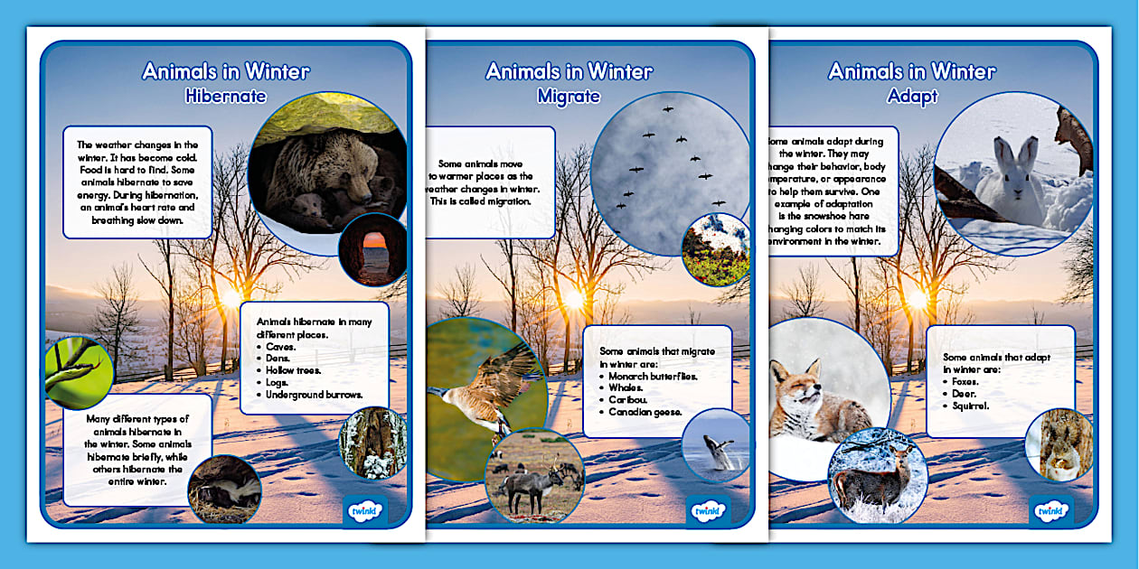 Animals in Winter: Hibernate, Migrate, or Adapt Posters