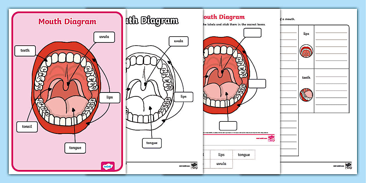 Mouth Diagram Pack (teacher made) - Twinkl
