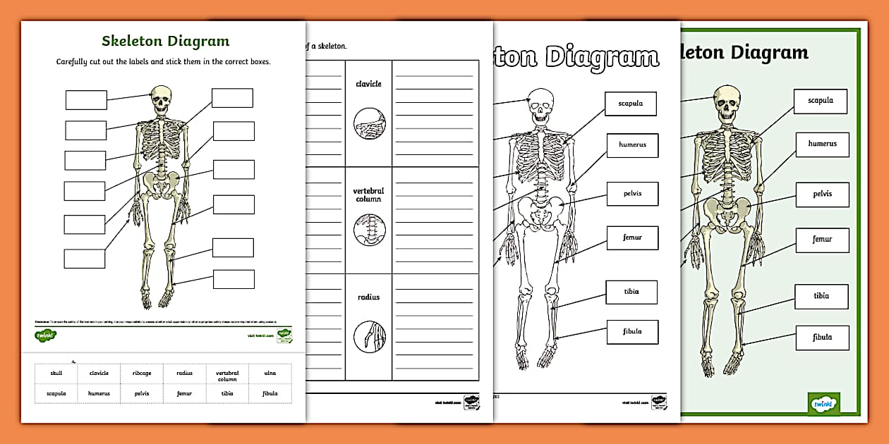 Skeleton Diagram Activity Pack (teacher made) - Twinkl