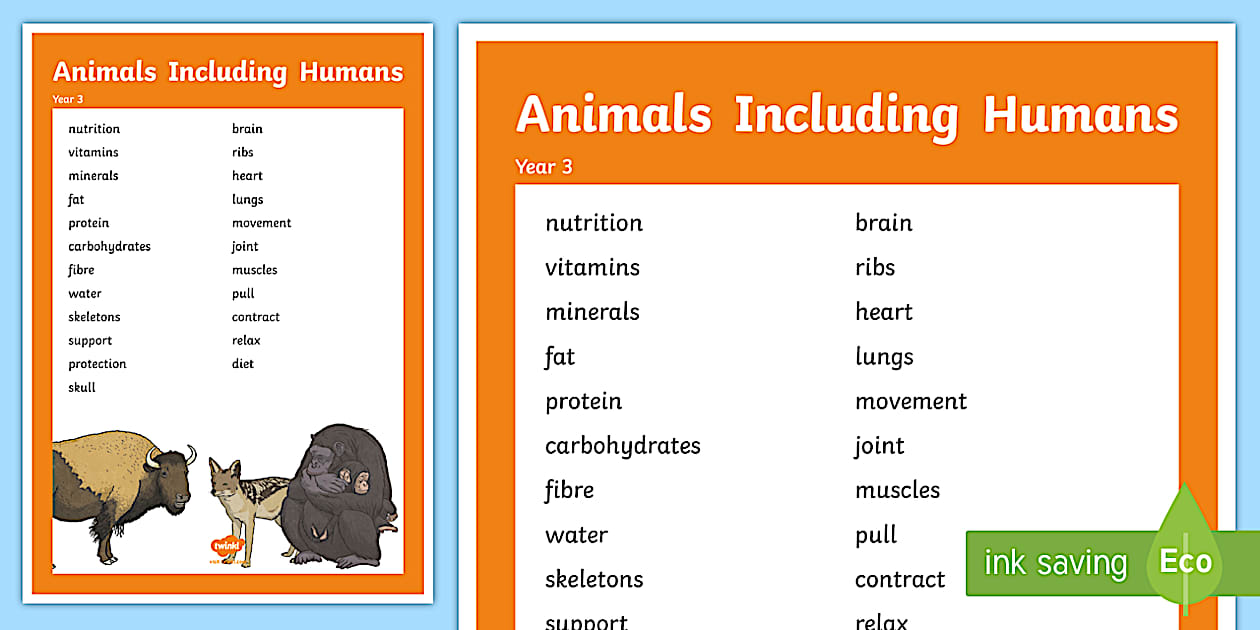 Cursive Year 3 Animals Including Humans Scientific Vocabulary Poster