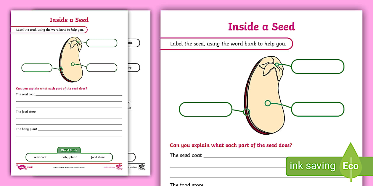 Y2 Inside a Seed Activity Sheet (teacher made) - Twinkl