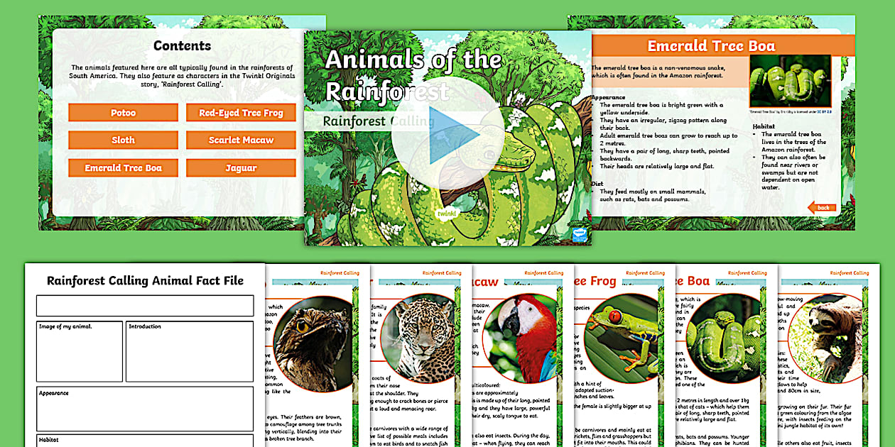 Amazon Rainforest Fact File - Animals - KS2 (teacher made)