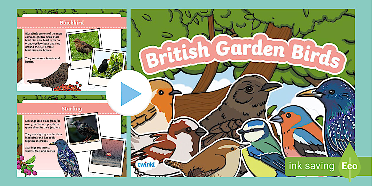 British Garden Birds Photo PowerPoint - Twinkl - KS1