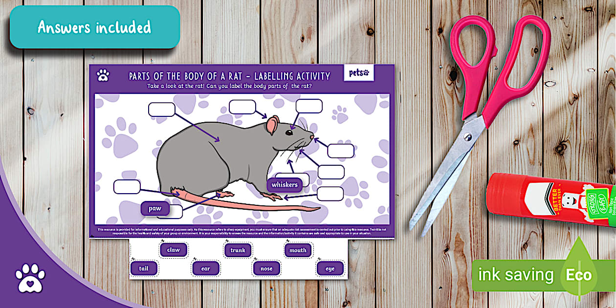 Parts of the Body of a Rat - Labelling Activity - Twinkl