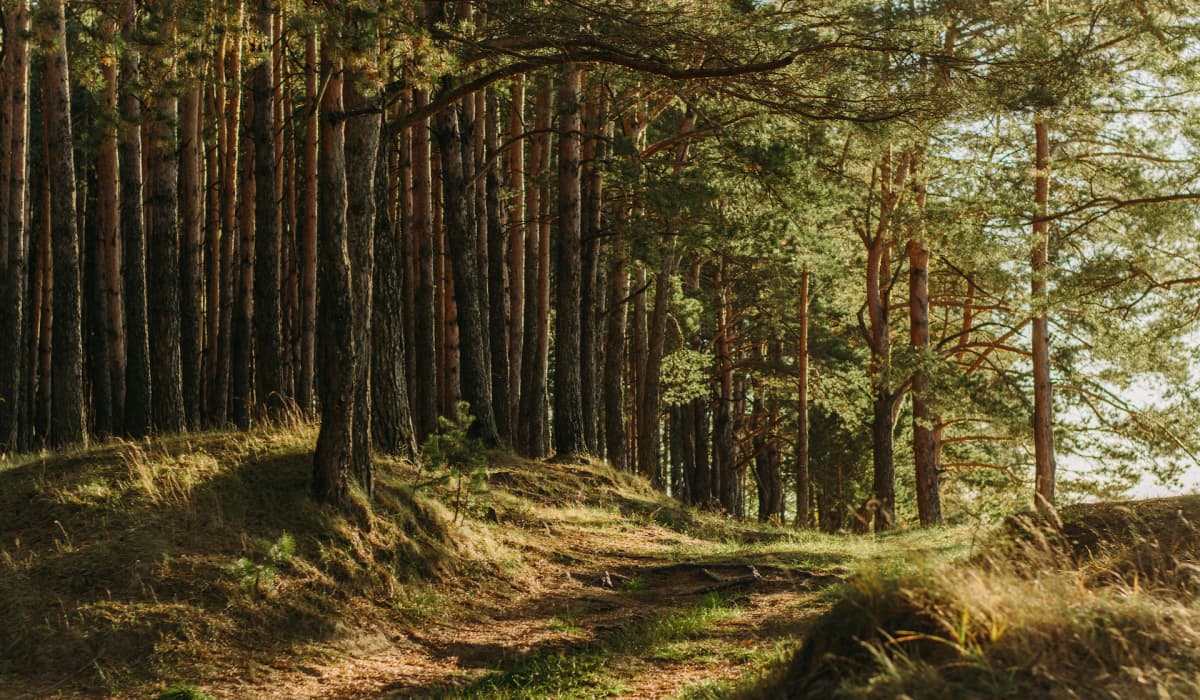 National Tree Week Turns 50 - Twinkl NewsRoom - Twinkl