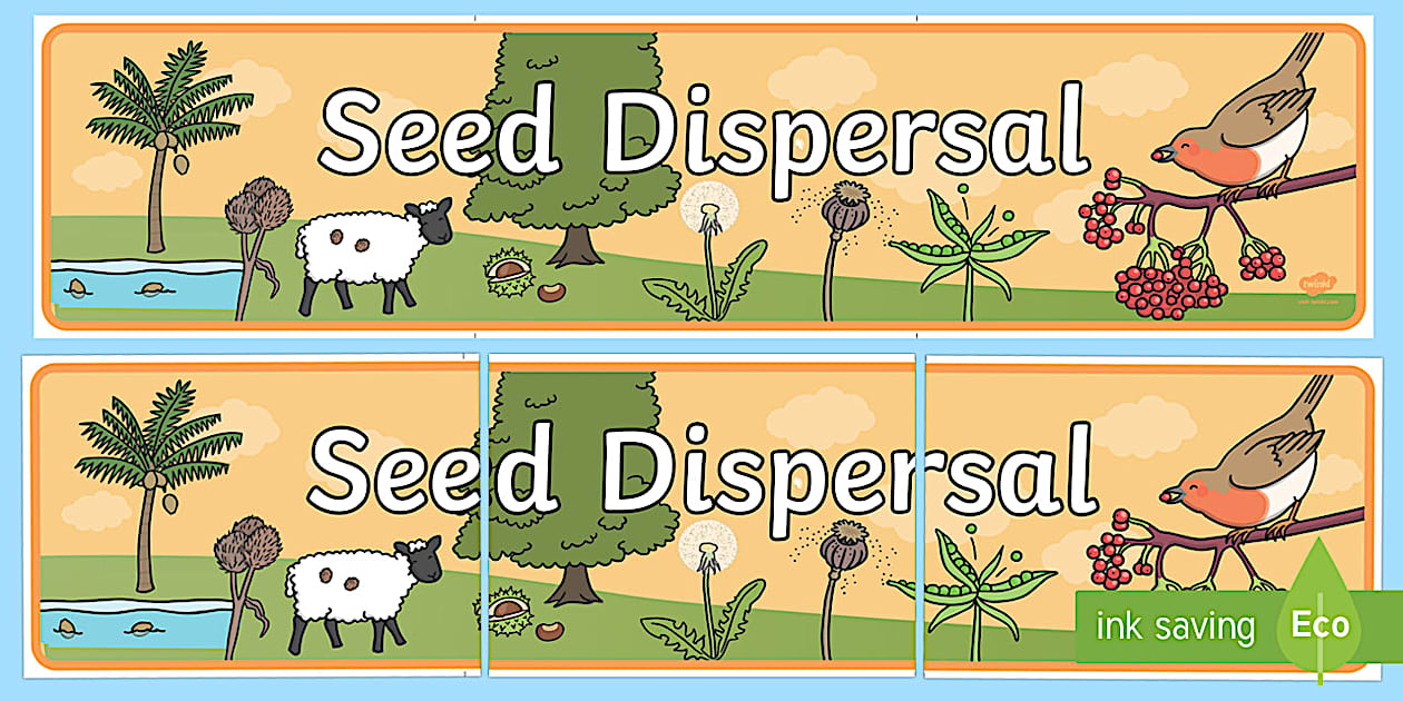 Cursive Seed Dispersal Display Banner (professor feito)