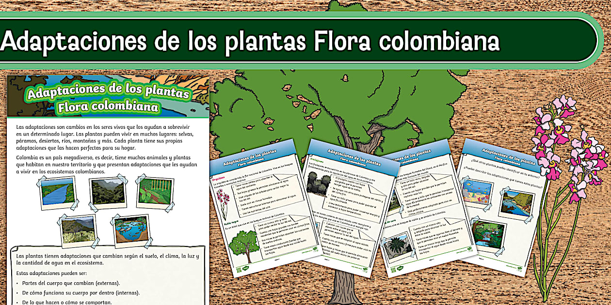 Infografía de las plantas para Niños - Twinkl Colombia