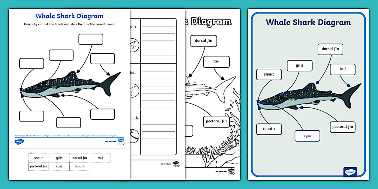 Whale Shark Diagram Pack (teacher made) - Twinkl