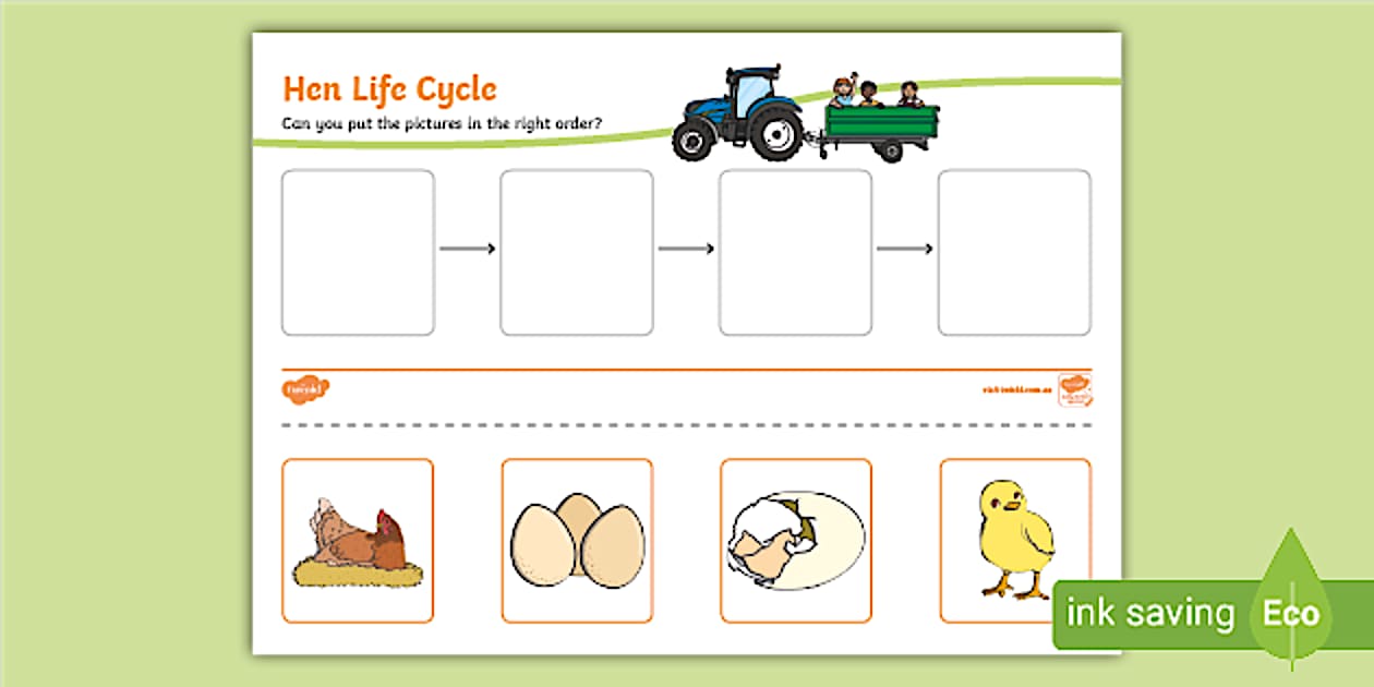 Hen Life Cycle Worksheets (teacher made) - Twinkl
