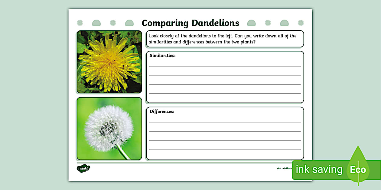 Comparing Dandelions Activity Sheet (teacher made) - Twinkl