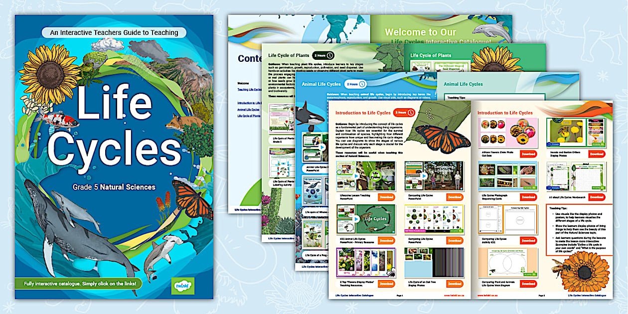 FREE! - An Interactive Teacher's Guide to Teaching Life Cycles