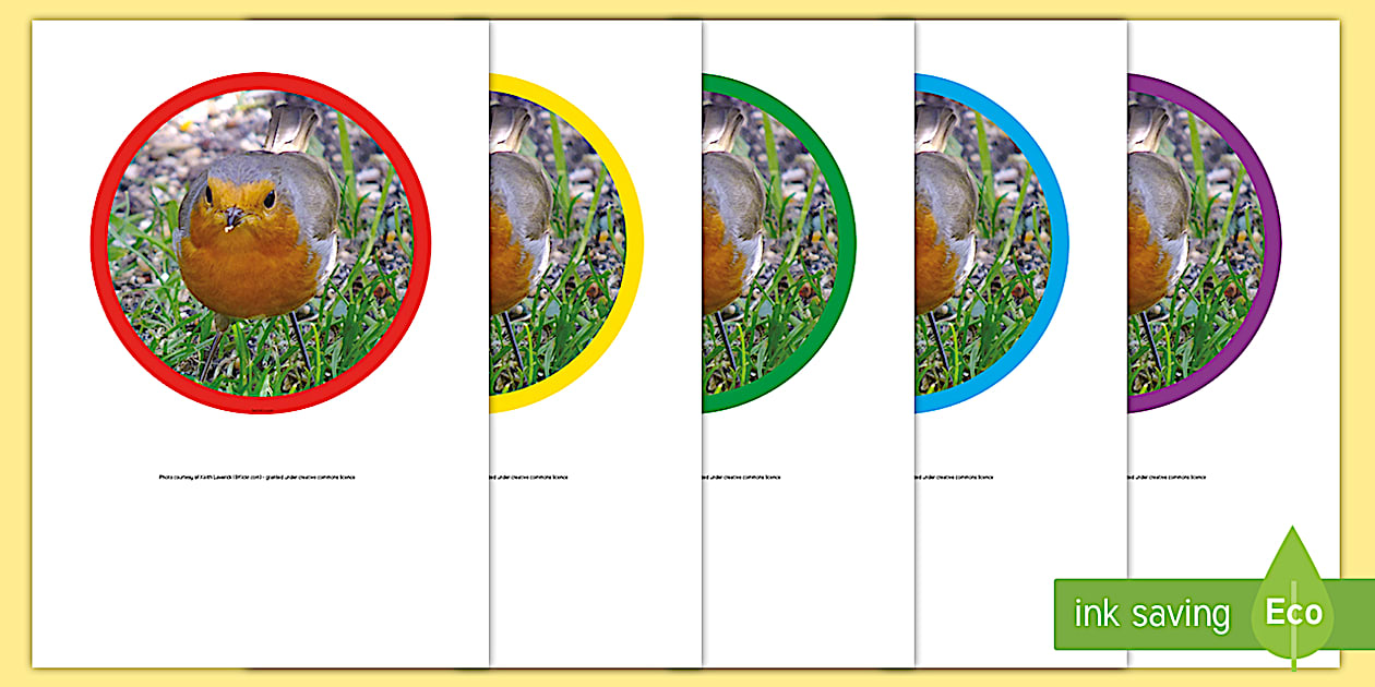 Robin Display Photo Cut-Outs (teacher made) - Twinkl