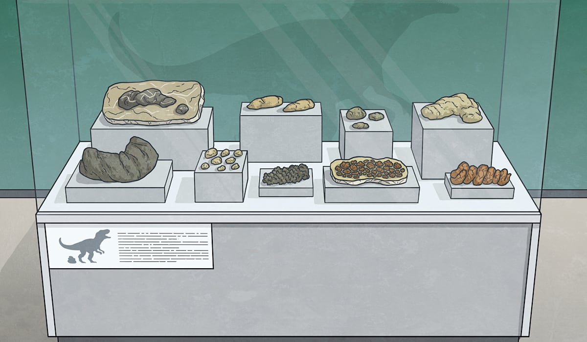 World’s Largest Collection of Fossilised Poop - Twinkl NewsRoom