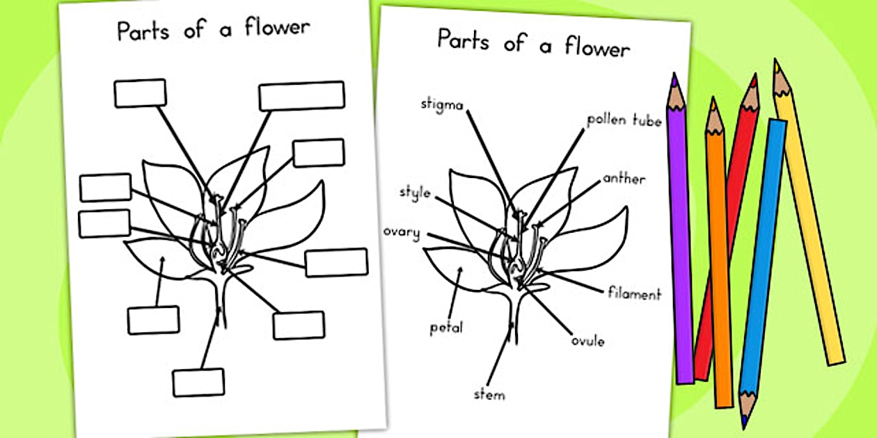 Parts of a Plant and Flower (teacher made) - Twinkl