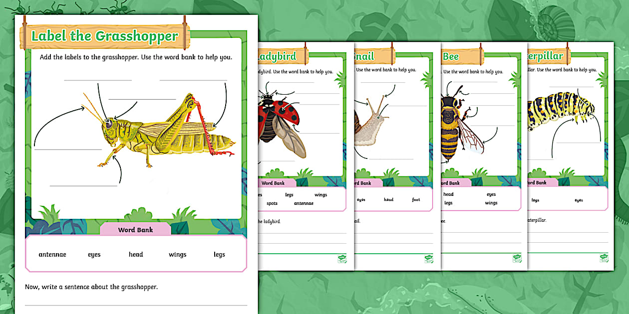 Label the Minibeasts Activity Sheets (teacher made) - Twinkl