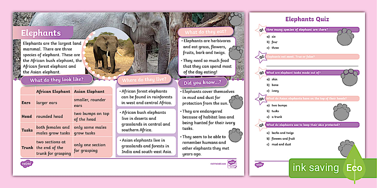 Elephant Fact File and Quiz - Twinkl - KS1 (teacher made)