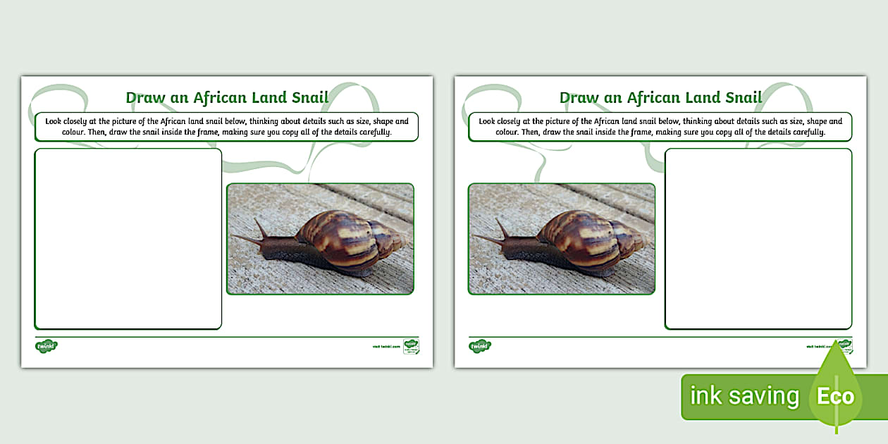Draw an African Land Snail Art Activity - Twinkl