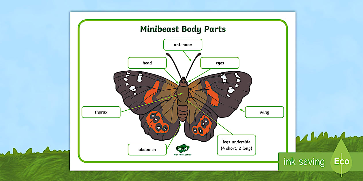 Minibeast Parts Word Mat (teacher made) - Twinkl