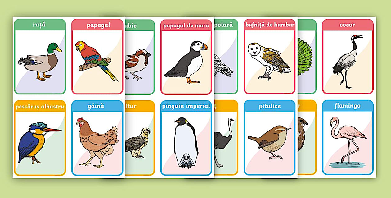 Păsări – Cartonașe cu vocabular (teacher made) - Twinkl