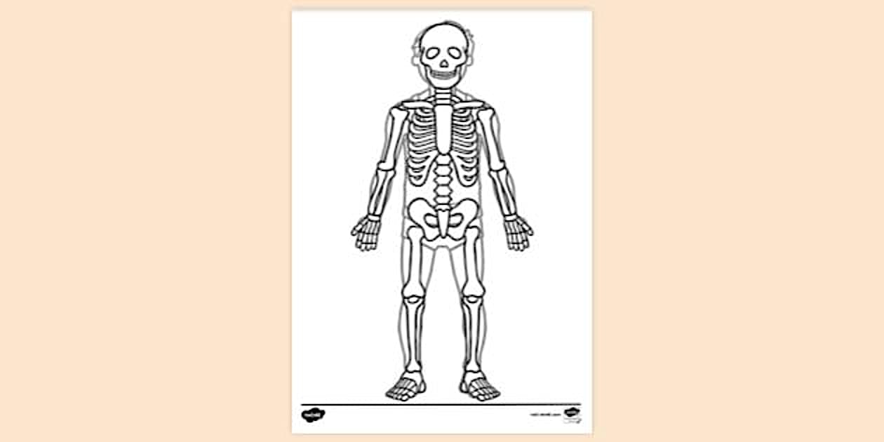 Human Body Colouring | Colouring Sheets (teacher made)